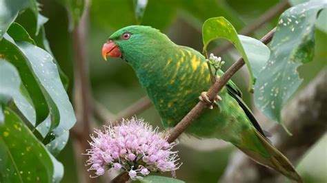 Swift Parrot Identification Guide Birdlife Australia