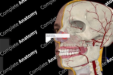Facial Artery Complete Anatomy