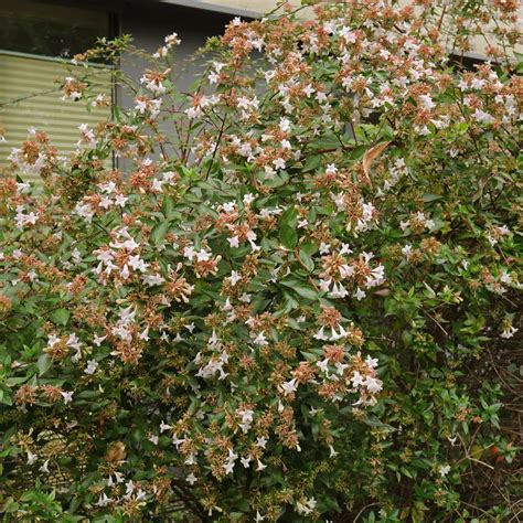 Glossy Abelia Abelia ×grandiflora