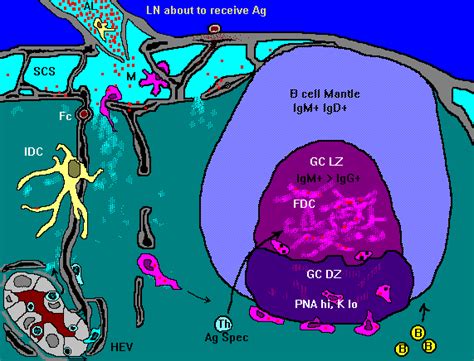 Animated  Illustrating Cellular Interactions And Movements Within A