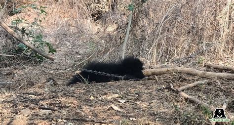 Ktaka Man Fights Wild Bear Walks 2 Kms After His Eye Gouged Out