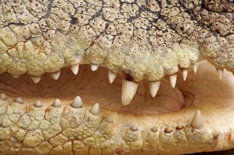 How Many Teeth Does A Crocodile Have