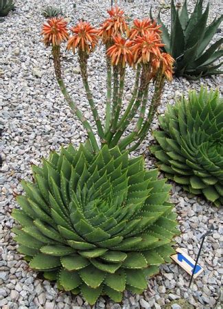 Aloe POLYPHYLLA или Алоэ Спиральное (семена)
