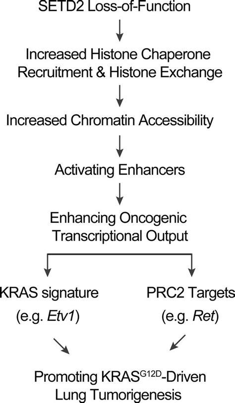 Jci Insight Setd2 Regulates Chromatin Accessibility And Transcription