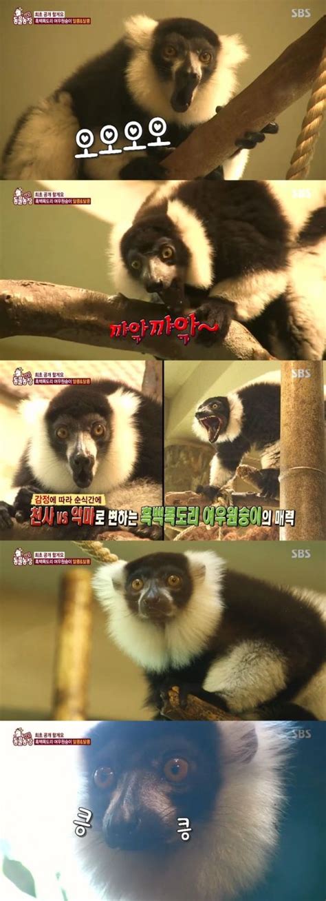 동물농장 흑백목도리 여우원숭이 최초 공개 기괴한 울음 깜짝 텔리뷰
