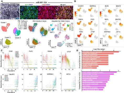 Deconstructing Stepwise Fate Conversion Of Human Fibroblasts To Neurons