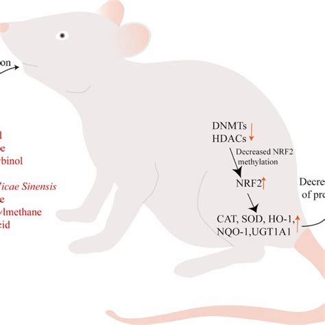 Schematic Representation Of Nrf2 Modulation By Natural In Red And Download Scientific Diagram