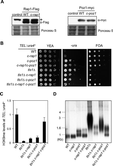 Introducing Cdnas Of Shelterin Is Sufficient To Restore Telomeric