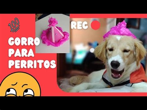cómo hacer un GORRO DE CUMPLEAÑOS PARA PERRO fácil rápido y económico