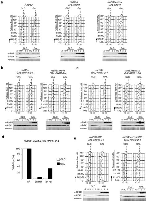 Rnr Expression Allows Replication Resumption In Rad53Δexo1Δ Mutants