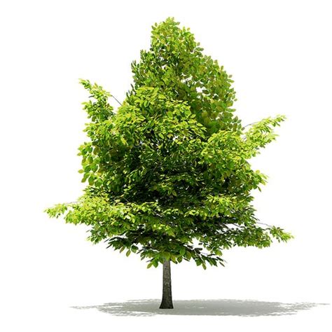 American Beech 3d Model 4m