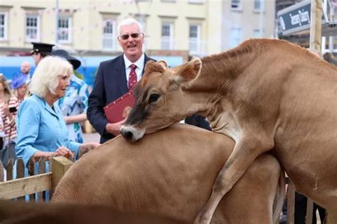 Queen Camilla In Stitches Over Frisky Cows During Latest Royal Tour