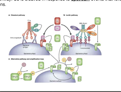 Complement Pathway Flashcards Quizlet