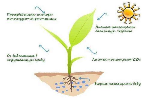 зачем нужен фотосинтез для растений