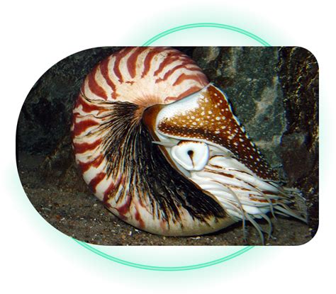 Nautilus Vs Nautiloid At Ester Gordan Blog