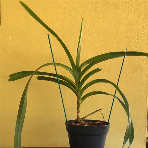 Vanda Tricolor Var Suavis La Foresta Orchids