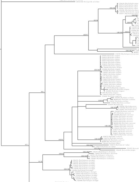 Phylogeny Reconstruction Of The Phyllidiidae Based On Coi Gene Sequence Download Scientific