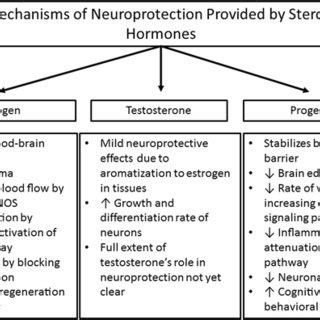 Potential Mechanisms Of Neuroprotection Via Sex Steroids Download Scientific Diagram