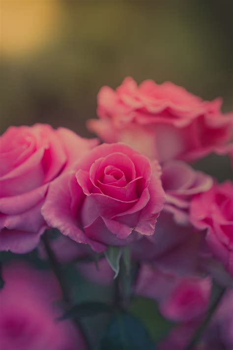 Wallpaper Nature Flowers 4000x6000 Bonogul 1149536 Hd