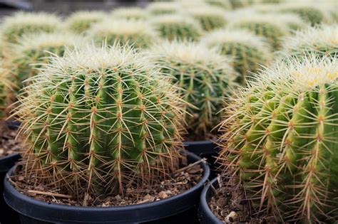 즙이 많은 선인장 농장 야외 보육원에 가시가 있는 뾰족한 녹색 식물로 건조한 환경에서 자연스러운 성장과 질감을 보여줍니다 0명에 대한 스톡 사진 및 기타 이미지 Istock