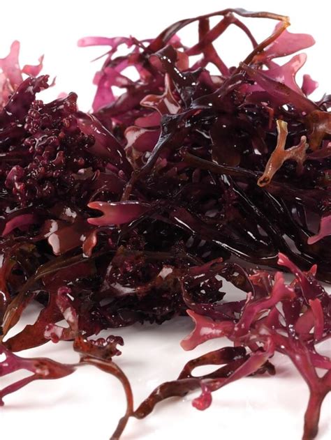 True Sea Moss Nutritional Facts Wellness Lifestyle Healthy Kyla