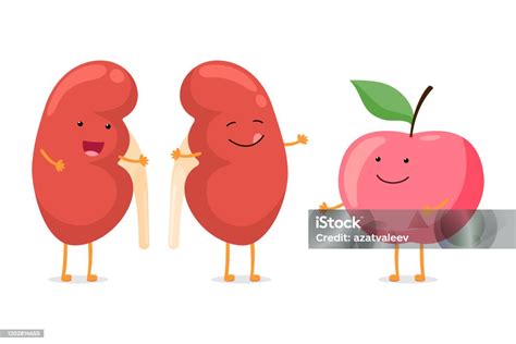 빨간 사과와 강한 건강한 행복 신장 미소 감정 문자 에코 식품 영양과 인간의 해부학 비뇨 생식기 시스템 내부 기관 벡터 야채