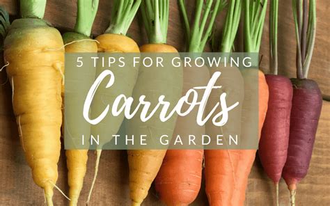 Tips For Growing Carrots Gardening Ideas