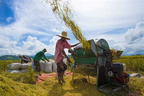 Rice Price Caps Gain Support From Farmers Fisherfolks Journal Online
