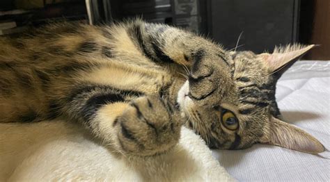 台風の翌日に保護！母猫が置き去りにした“生後1日”の赤ちゃん猫が身体能力の高い大人にゃんこに｜ねこナビ