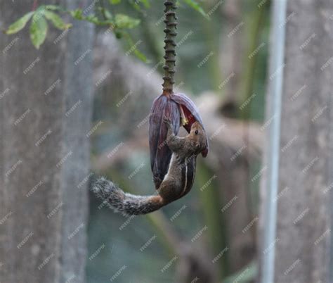 Premium Photo Close Up Of Grasshopper On A Tree