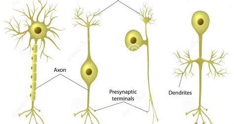 Anatomy Week Key Terms Definitions In Biology Flashcards Quizlet