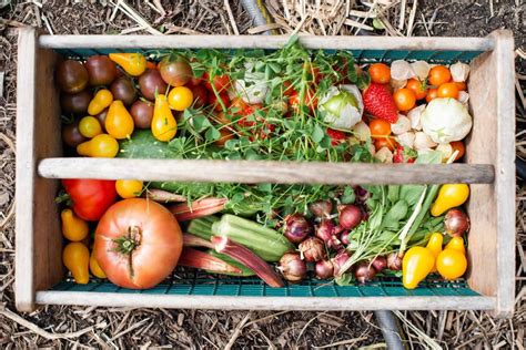 7 Tips For A Better Harvest Backyard Boss