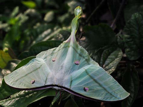 Luna Moth Wallpapers Wallpaper Cave