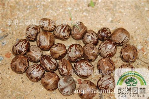橡胶树的果实橡胶树果实橡胶树果实手串大山谷图库