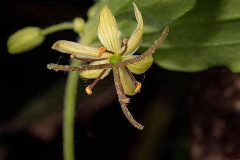 Premium Photo Close Up Of Plant Indian Cucumber Root
