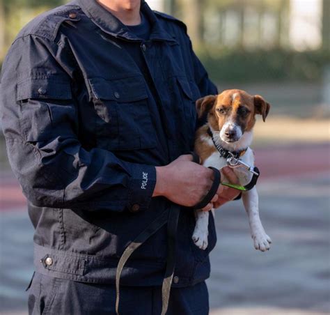 小狗也能当警犬？“最萌警犬”是它！ 知乎