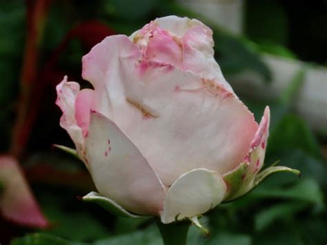 お庭の「薔薇」 Casablancaのブログ