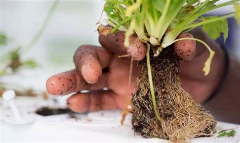 How To Fix Root Rot In Hydroponics In 6 Easy Steps