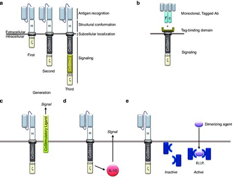 A Basic Chimeric Antigen Receptor Car Design Antigen Recognition
