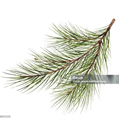 소나무 가지 수채화 격리 그림입니다 녹색 자연 숲 크리스마스 트리입니다 바늘 나뭇 가지 녹지 손으로 그렸습니다 전나무 가지와 휴일 장식입니다 2024년 새해 명절 축하 장식