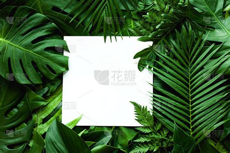 热带的绿叶和棕榈树与白纸笔记框架