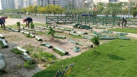 Rectangular Full Sun Exposure Green Lawn Natural Grass At Rs 5sq Ft In