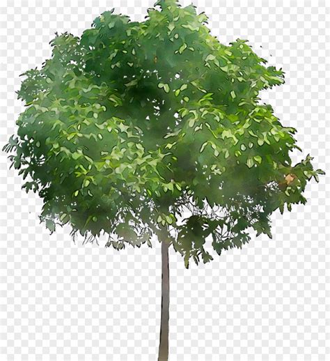 Landscape Tree Architecture Design Png Image Pnghero