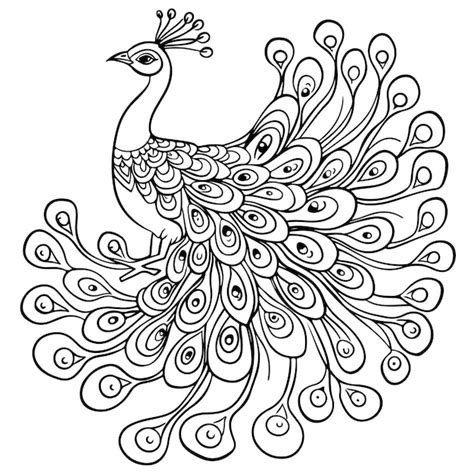 Premium Vector Vector Illustration Of A Cute Peacock Bird Hand Drawn