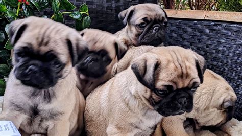 Puggies Repost Lilpicklesdapug ・・・ Want A Feature Use