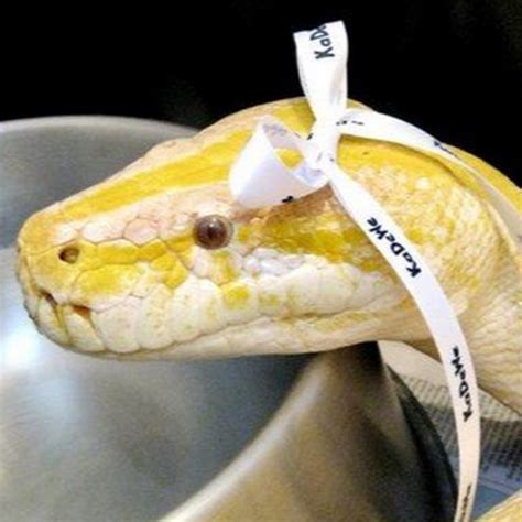 Julius The Python Youtube