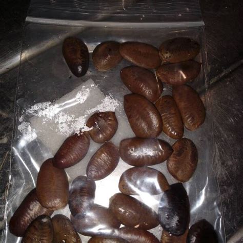 24 Fresh Paw Paw Fruit Tree Seeds Pawpaw The Indiana Banana New