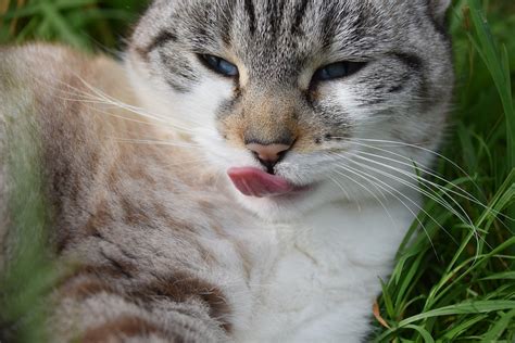 Katze Streckt Ihre Zunge Raus Kostenloses Foto Auf Pixabay