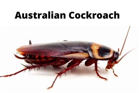Australian Cockroach Identification Guide Roach Baits