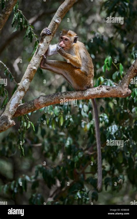 Toque Macaque Macaca Sinica Sri Lanka Stock Photo Alamy